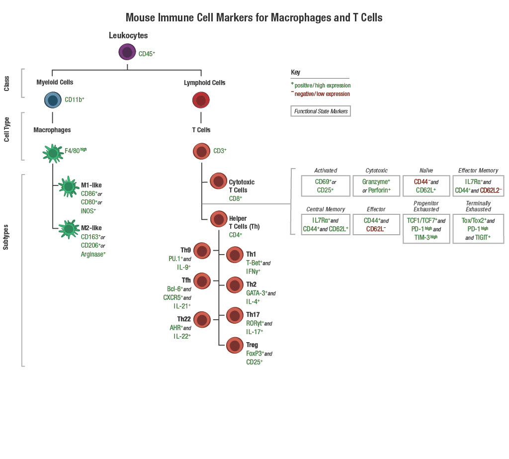 Immunometabolism in the TME: A Metabolic Checkpoint to Study Cancer